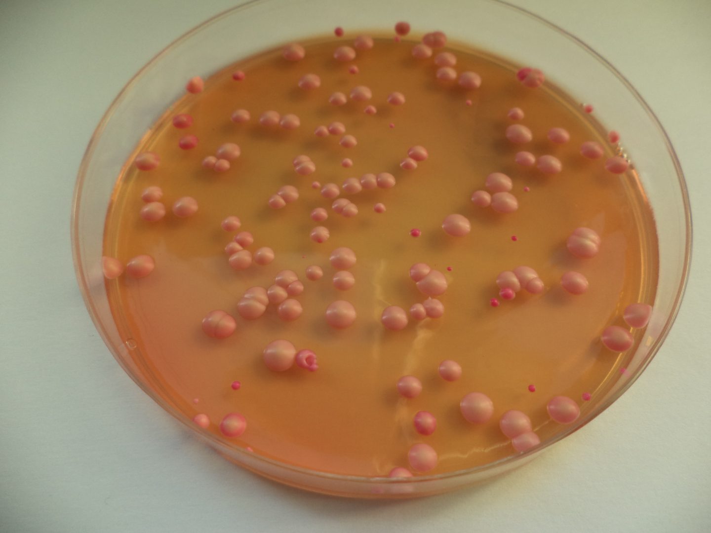 Out with the old! In with the…old? Brettanomyces: A spontaneous ...