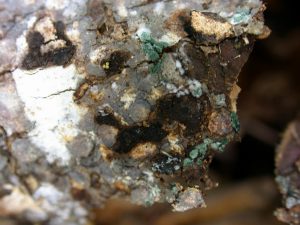 Trichoderma polysporum: A Doctor’s Best Friend – BIOL421 @UNBC ...