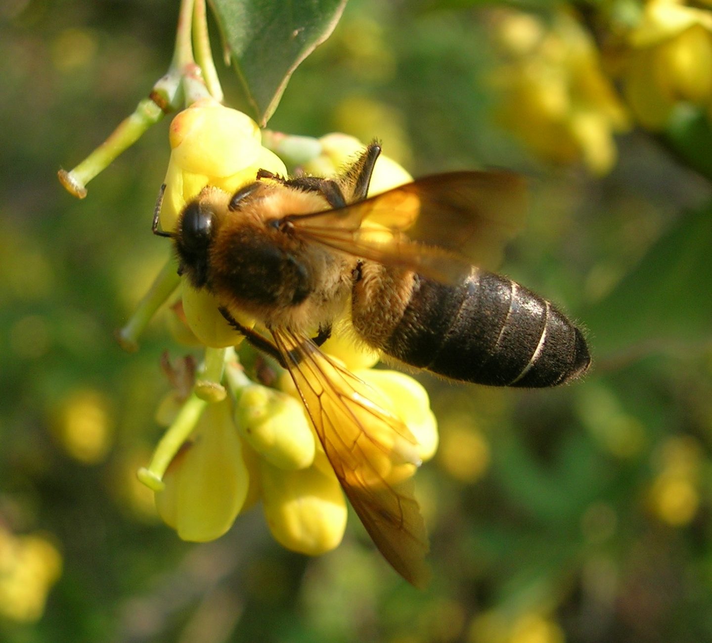 Apis dorsata laboriosa: The Himalayan Cliff Bee, its mad honey, and the ...