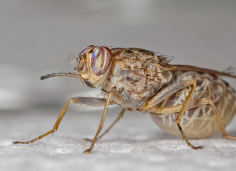 The Tsetse Fly: A Scourge of Sub-Saharan Africa – BIOL421 @UNBC ...